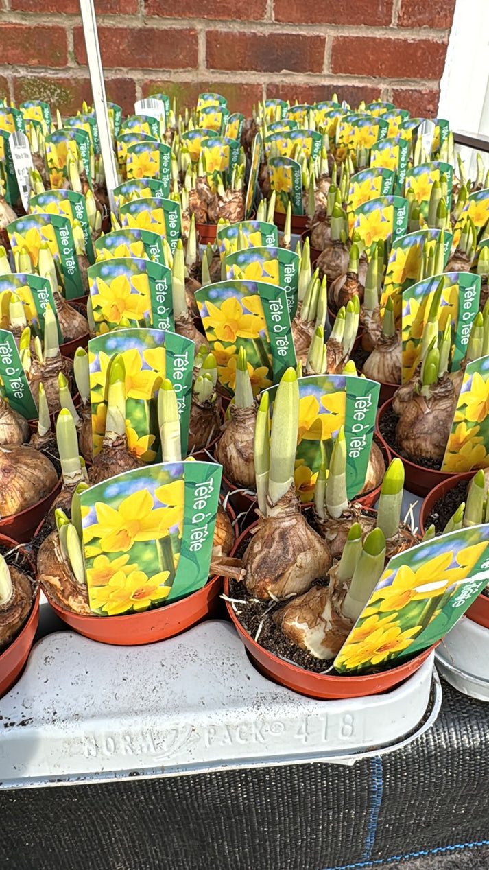 Tete a tete – minshulls